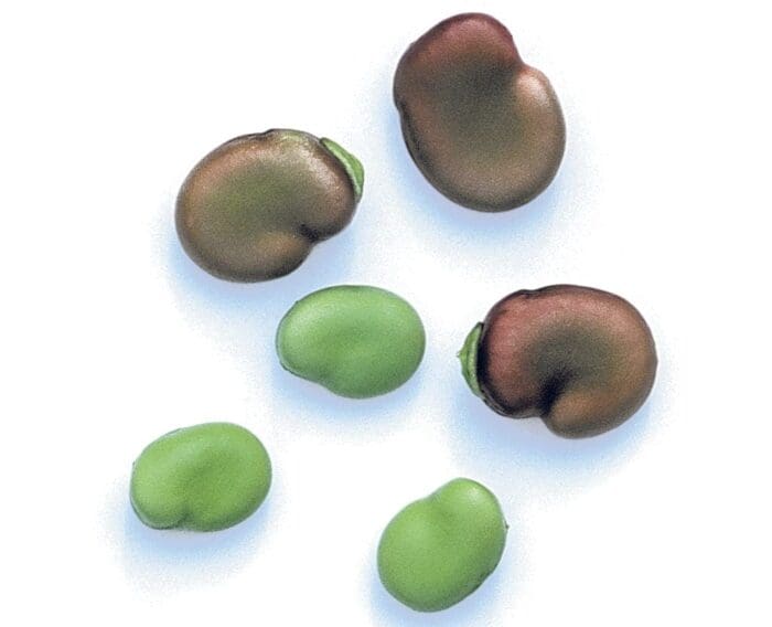 Broad beans: Everything you need to know to grow your own