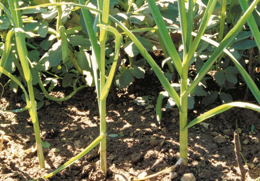 Garlic: Everything you need to know to grow your own