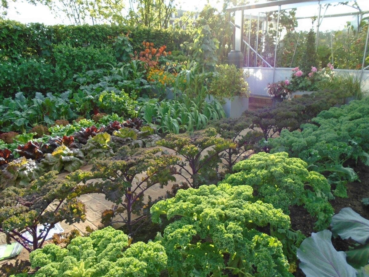 Veg at Chelsea Flower Show 2017 | Kitchen Garden Magazine