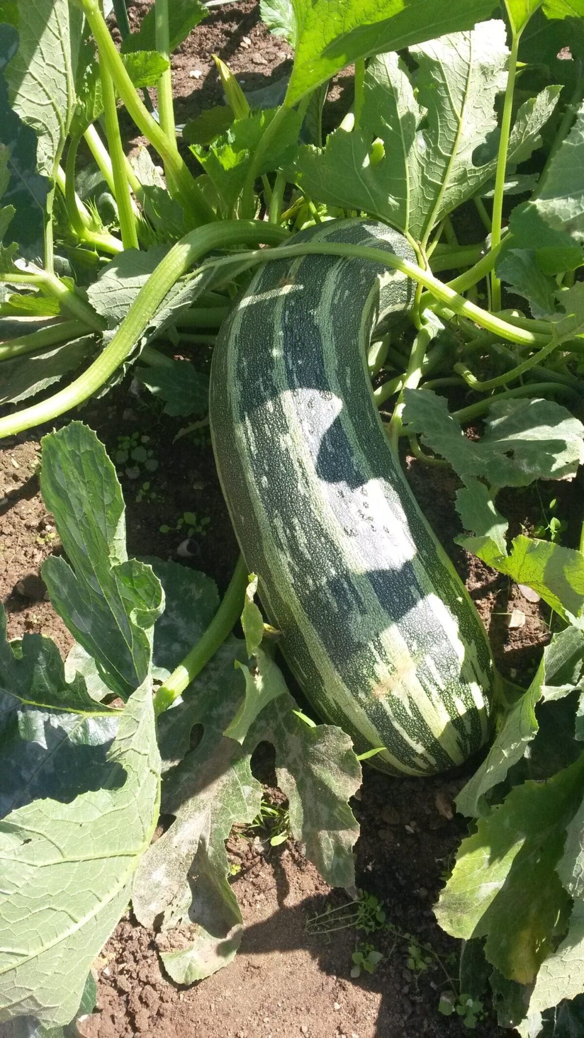 Mr Fothergill's big marrow update | Kitchen Garden Magazine