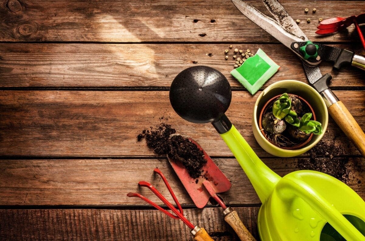 3 non-harmful ways to deter pests from your garden | Kitchen Garden ...