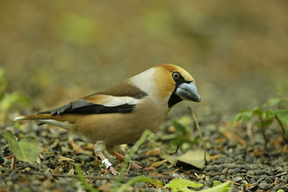 Rare finch causes hearts to flutter | Kitchen Garden Magazine