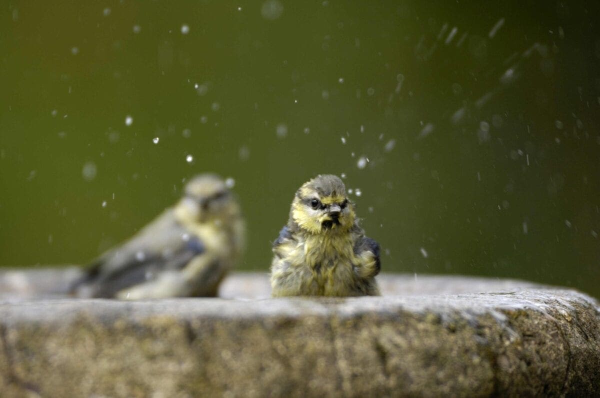 Birds of a feather get hot in this weather | Kitchen Garden Magazine
