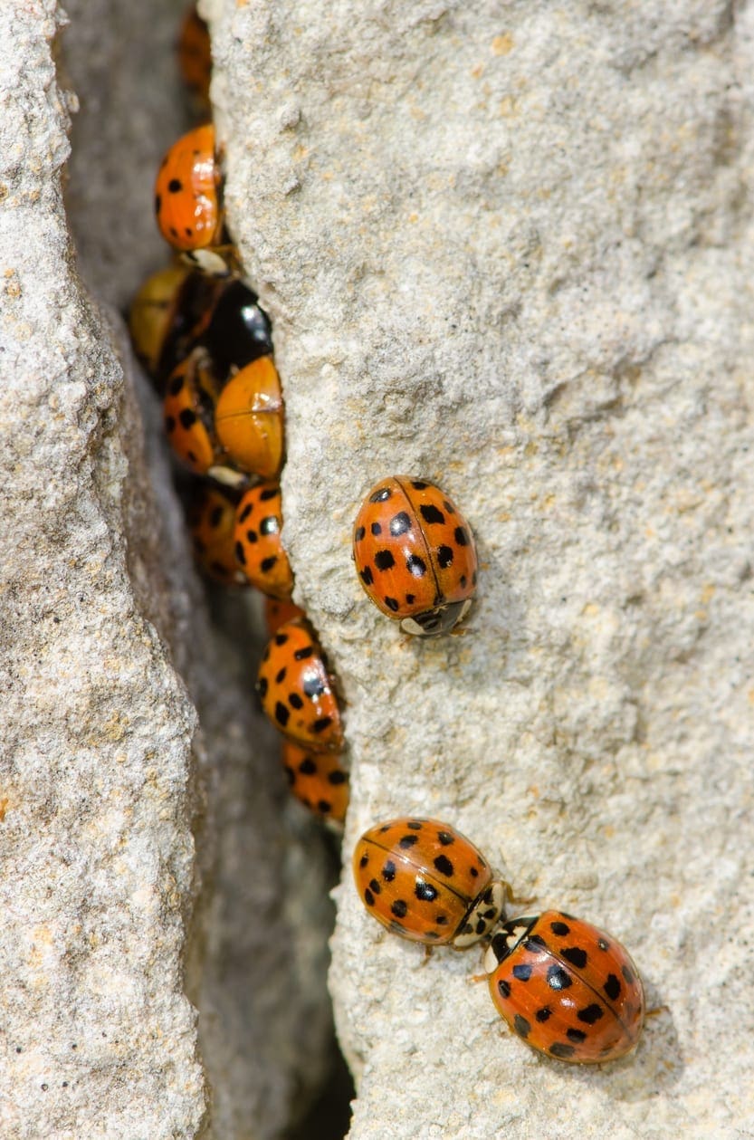Ladybirds swarm indoors after long, hot summer | Kitchen Garden Magazine