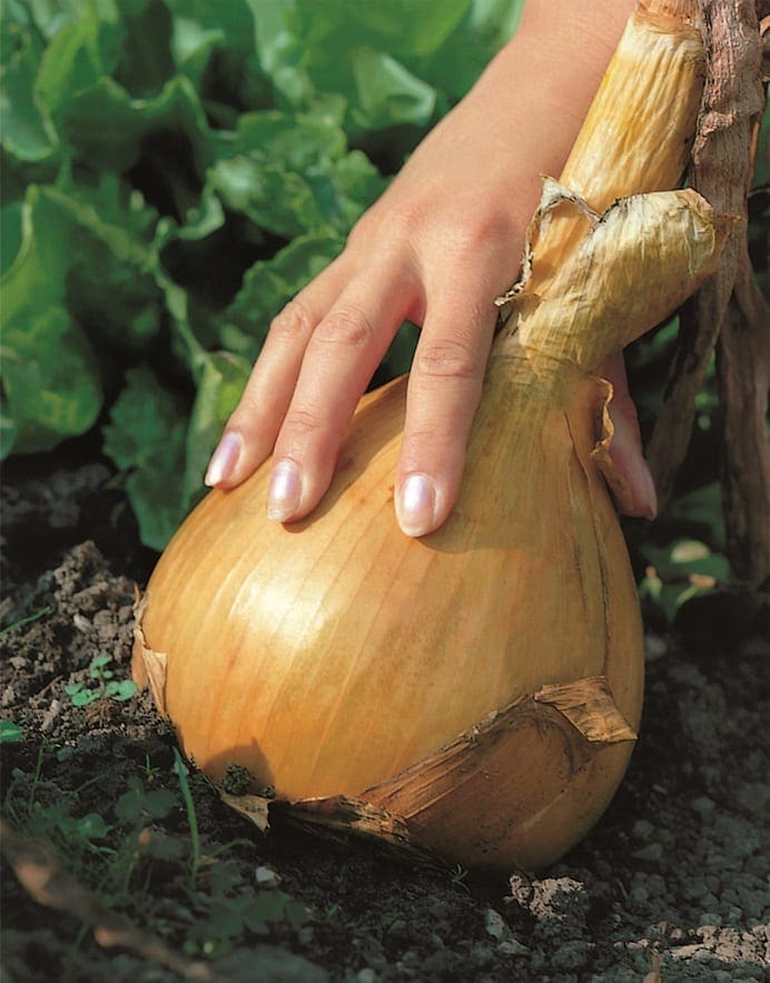 The Kelsae Makes a Comeback! | Kitchen Garden Magazine