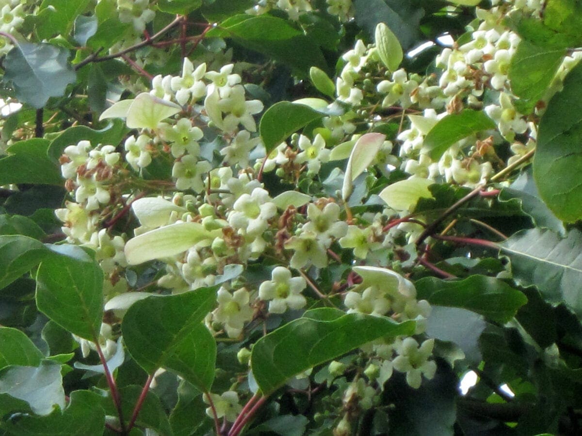 Rare tree flowers for the first time ever at Batsford Arboretum ...