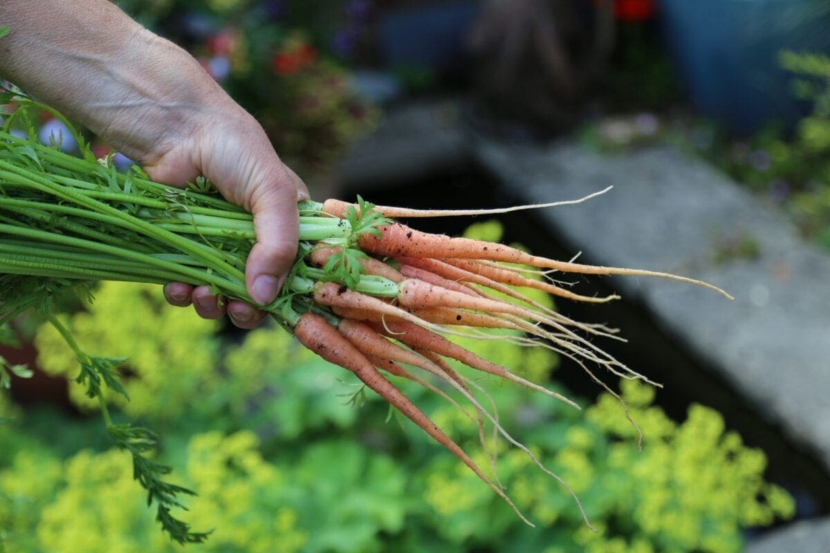 Getting the best from your vegetables | Kitchen Garden Magazine