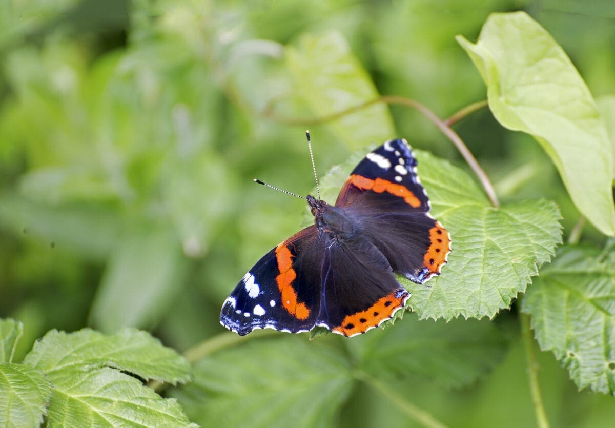 Butterfly species hard hit by changeable weather patterns | Kitchen ...