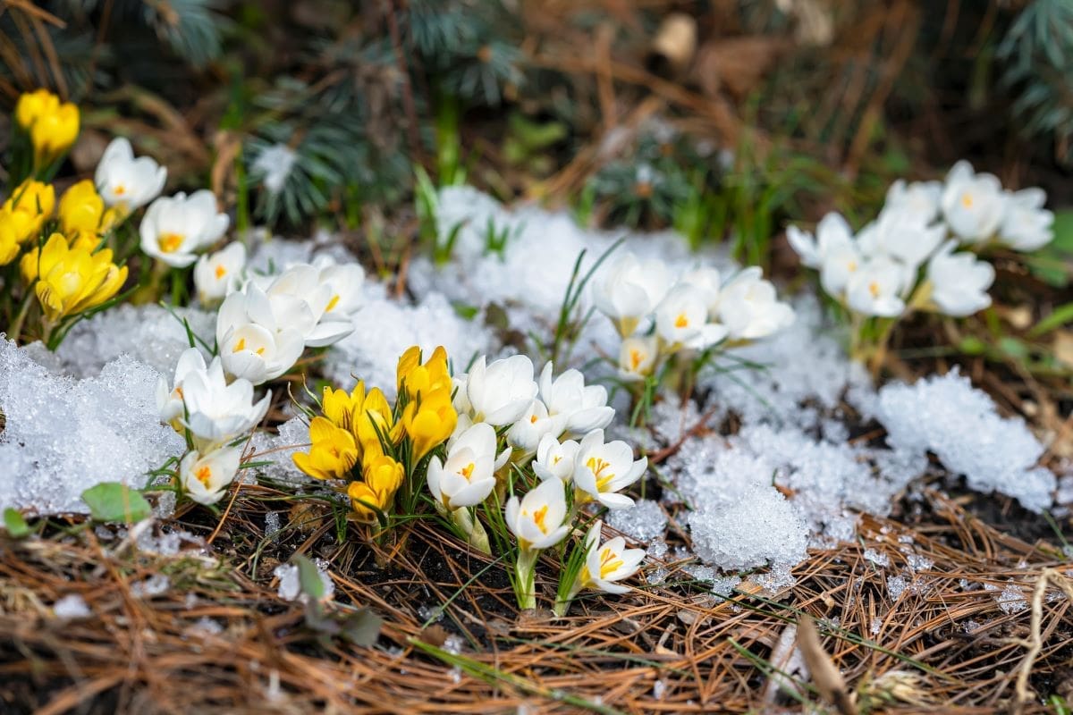 28 reasons to feel fab in February! | Kitchen Garden Magazine
