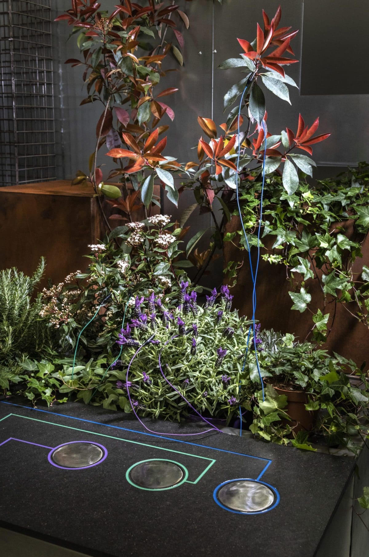 'Musical' plants the talk of the town! | Kitchen Garden Magazine