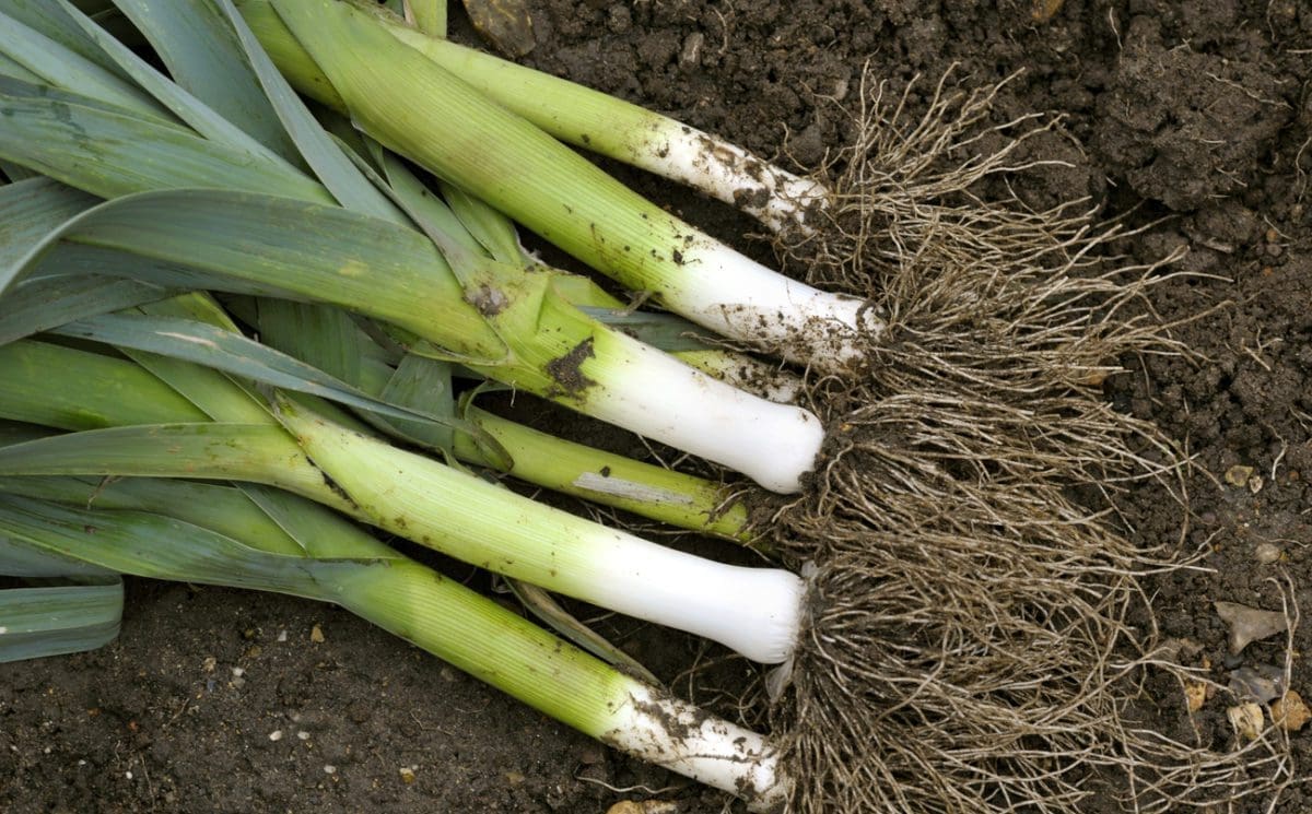 Leeks: Everything you need to know to grow your own